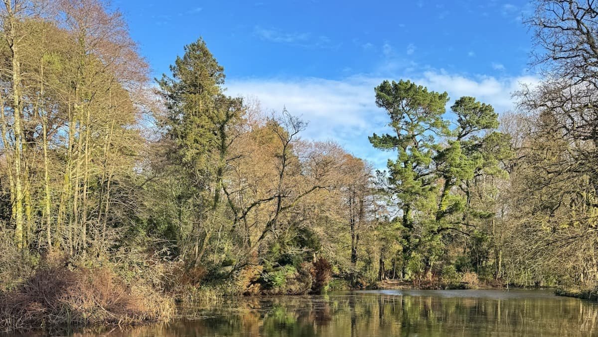 Wayford Woods easy circular walk, 1.1 miles - Down Somerset Way