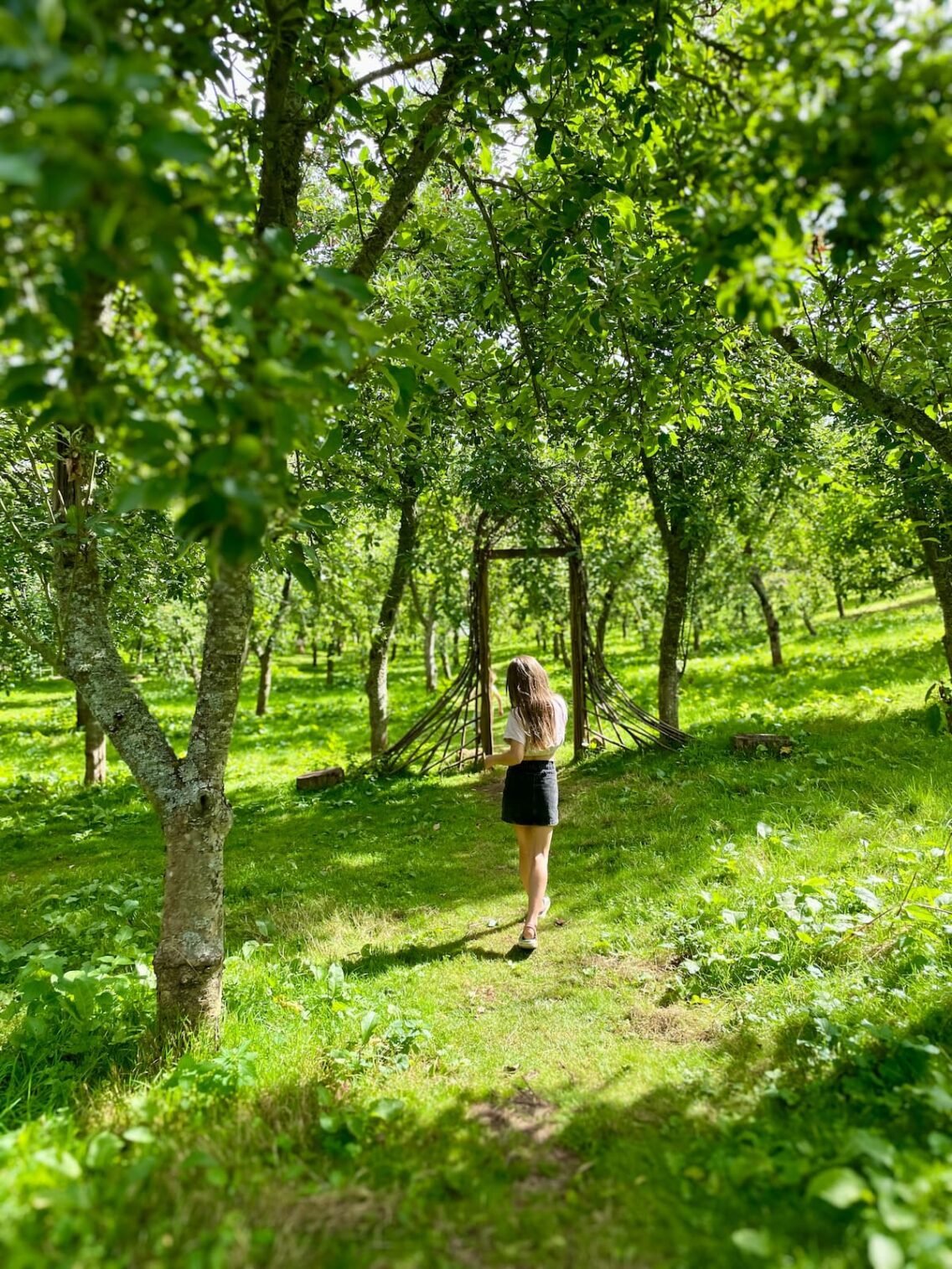 Celebrate apple season in Somerset: cider & orchard events